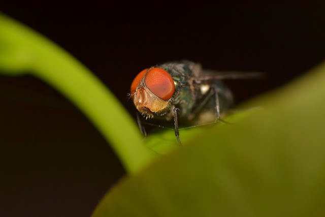 Insects Macro Photography: Tips and Tutorials: THE FLY (Ang Langaw)