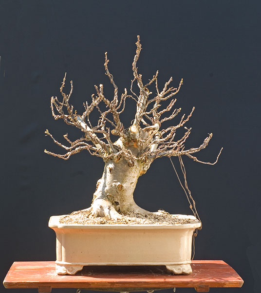 Walter Pall Bonsai Adventures: Big rowan is presentable for the first time