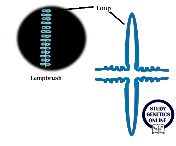 Study Genetics Online: Lampbrush Chromosomes