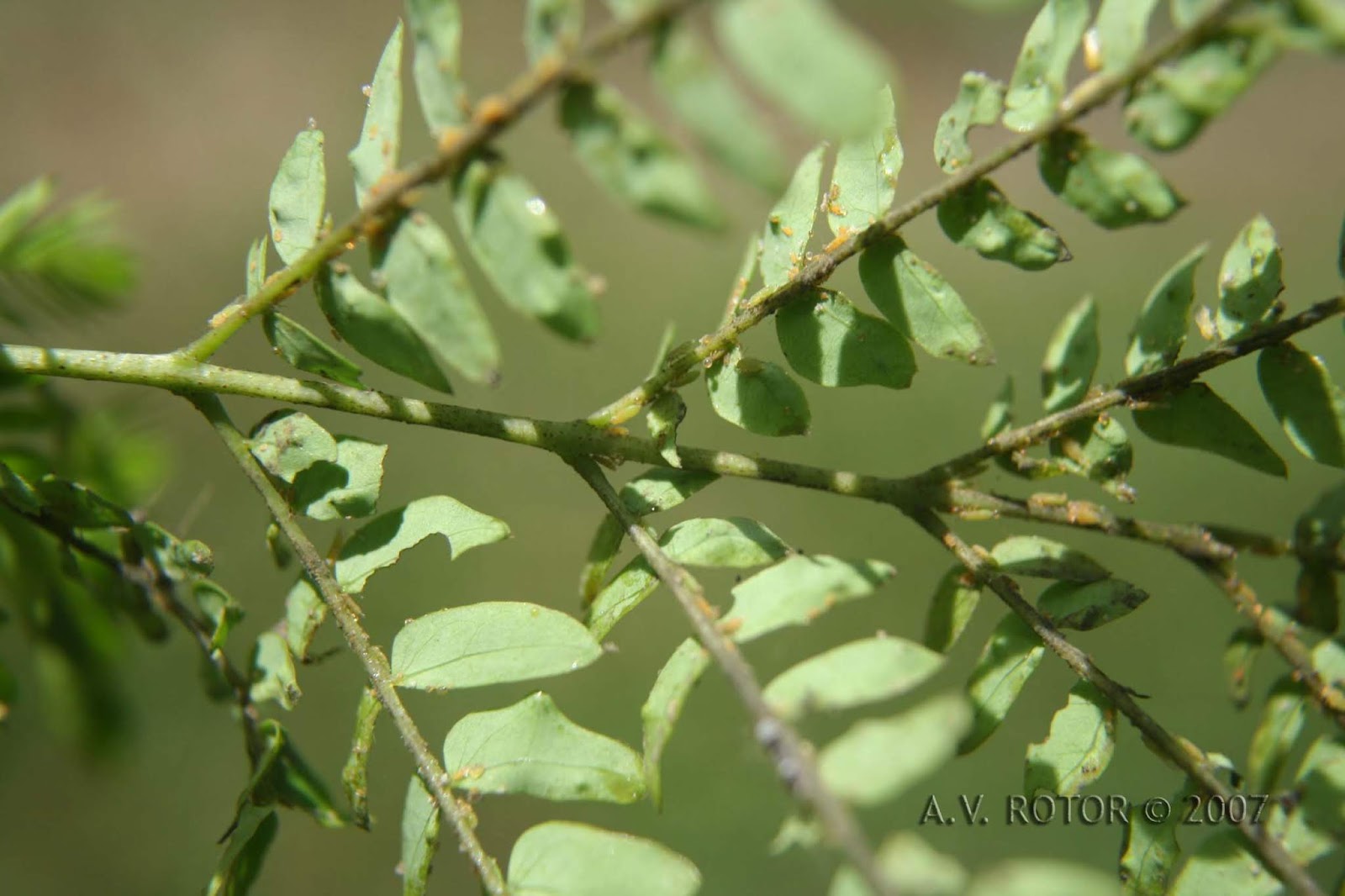 Living with Nature - School on Blog by Dr. Abercio V. Rotor: Return of ...