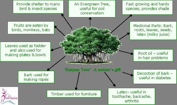 INDIA NATIONAL SYMBOLS -8(NATIONAL TREE"BANYAN TREE") ~ WORLD TOURISM