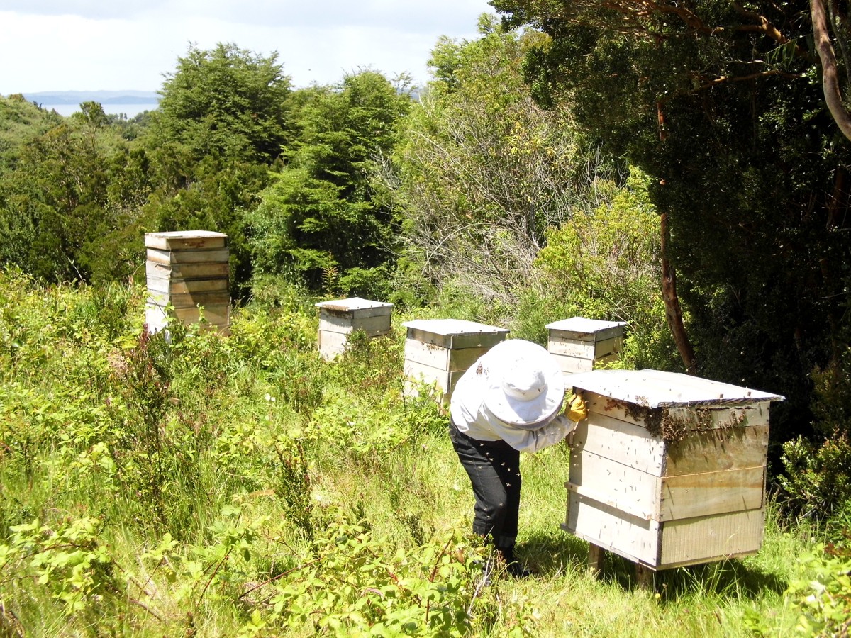 Permapicultura en Chile