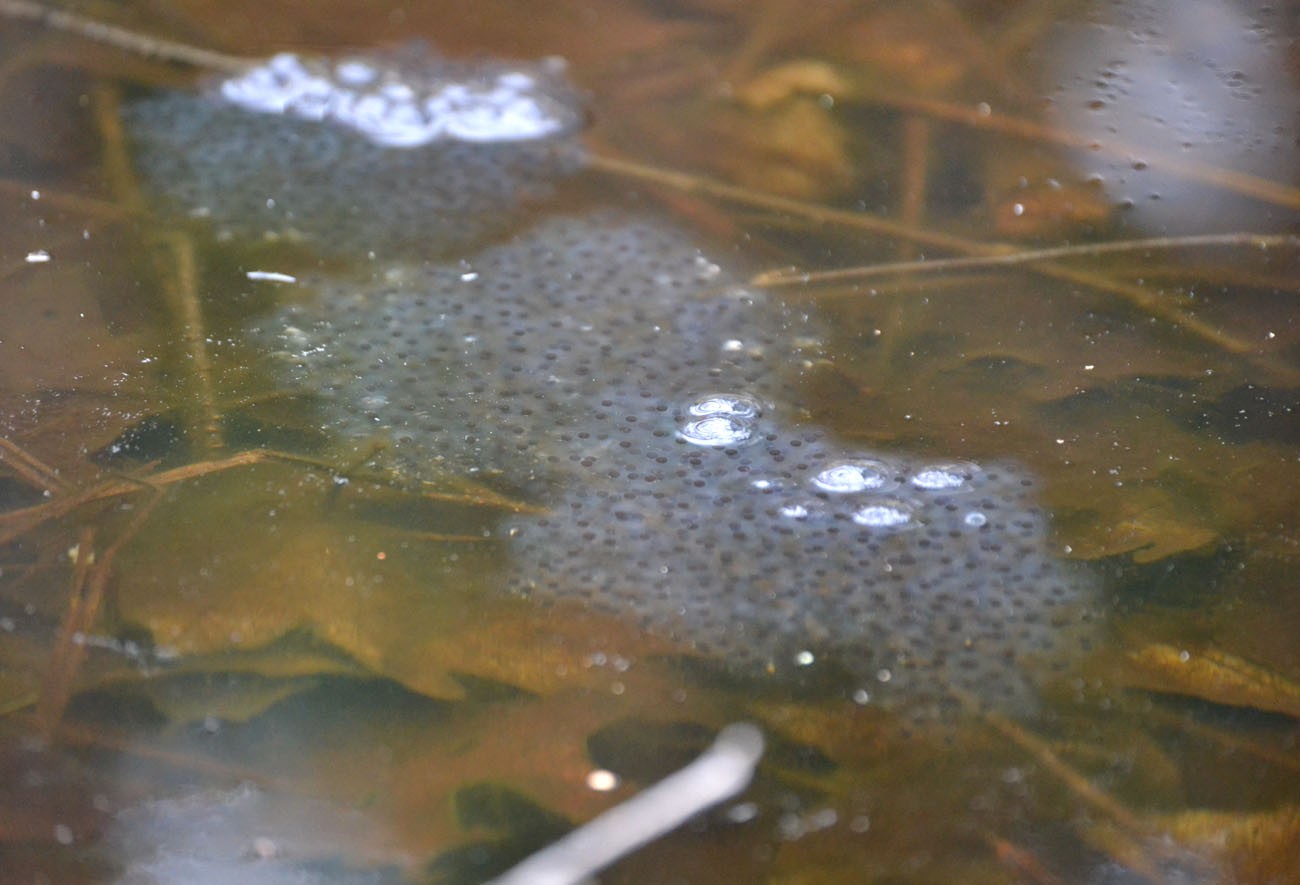 Woods Walks and Wildlife: Meeting a Mink, and Various Spring Sights