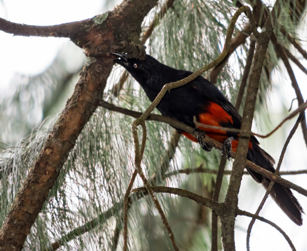 Aves de Colombia: Chango Colombiano / Cacique Candela / Hypopyrrhus ...