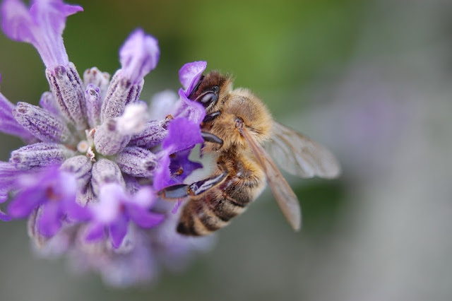 Corona Apicultores: FLORA APÍCOLA