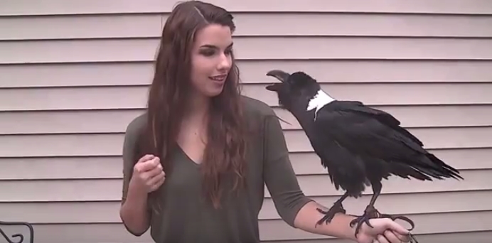 White Wolf : Raven Intelligence: Amazing Talking Raven Can Repeat Words ...