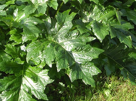El acanto (Acanthus mollis) | Plantas