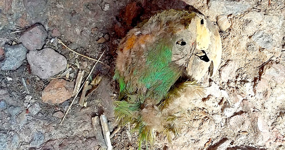 Blue Parrot Books. And Coffee: A Really Ex-Parrot