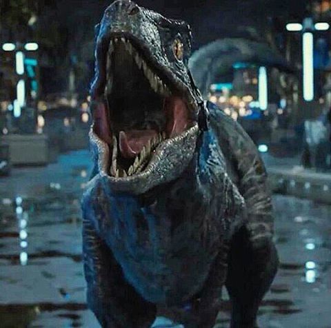 Texas Rebel Girl: Raptor Chick