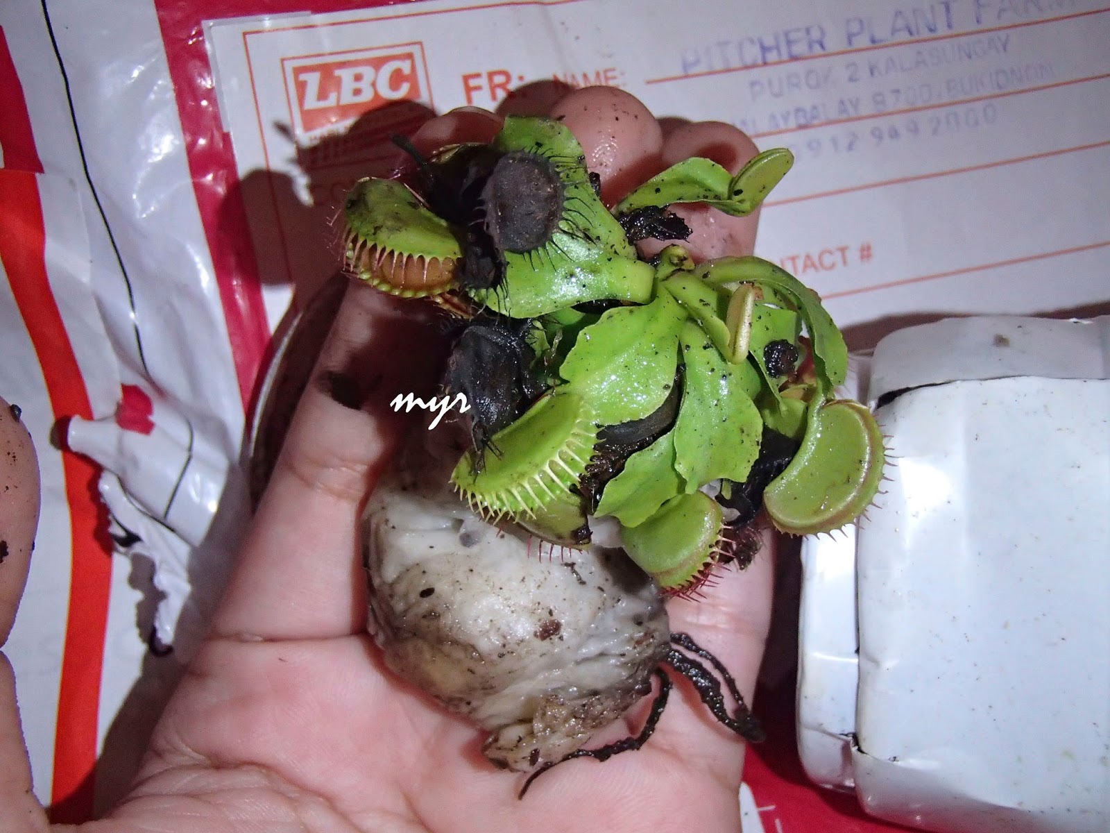 VENUS FLYTRAP: Growing Venus Flytrap in the Philippines: a Newbie