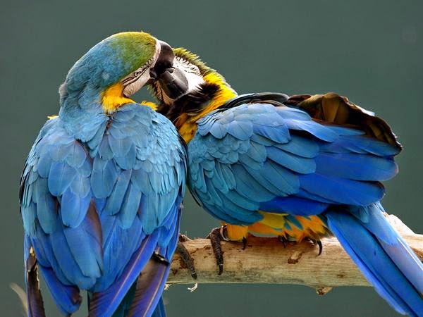 White Wolf : 15 Animal Couples That Prove True Love Exists In The ...