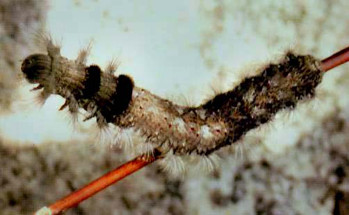 Living with Nature - School on Blog by Dr. Abercio V. Rotor: Higad ...