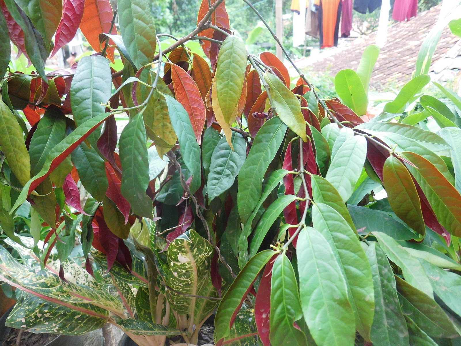 Bibit Sambang Darah Unggul | CV. WAHYU TANI PUTRA