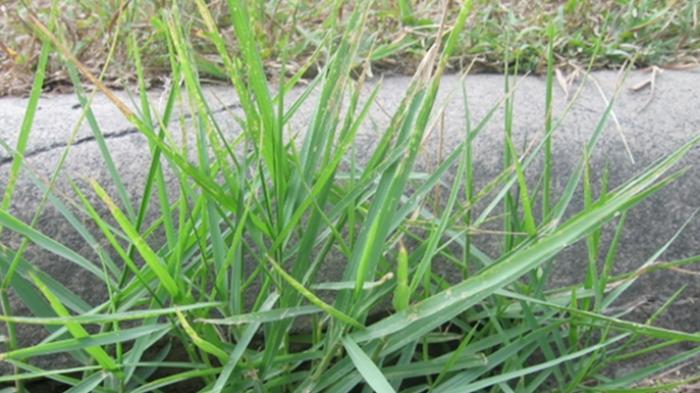 Sering Kamu Abaikan, Ternyata Rumput Teki Sangat Bermanfaat Untuk ...