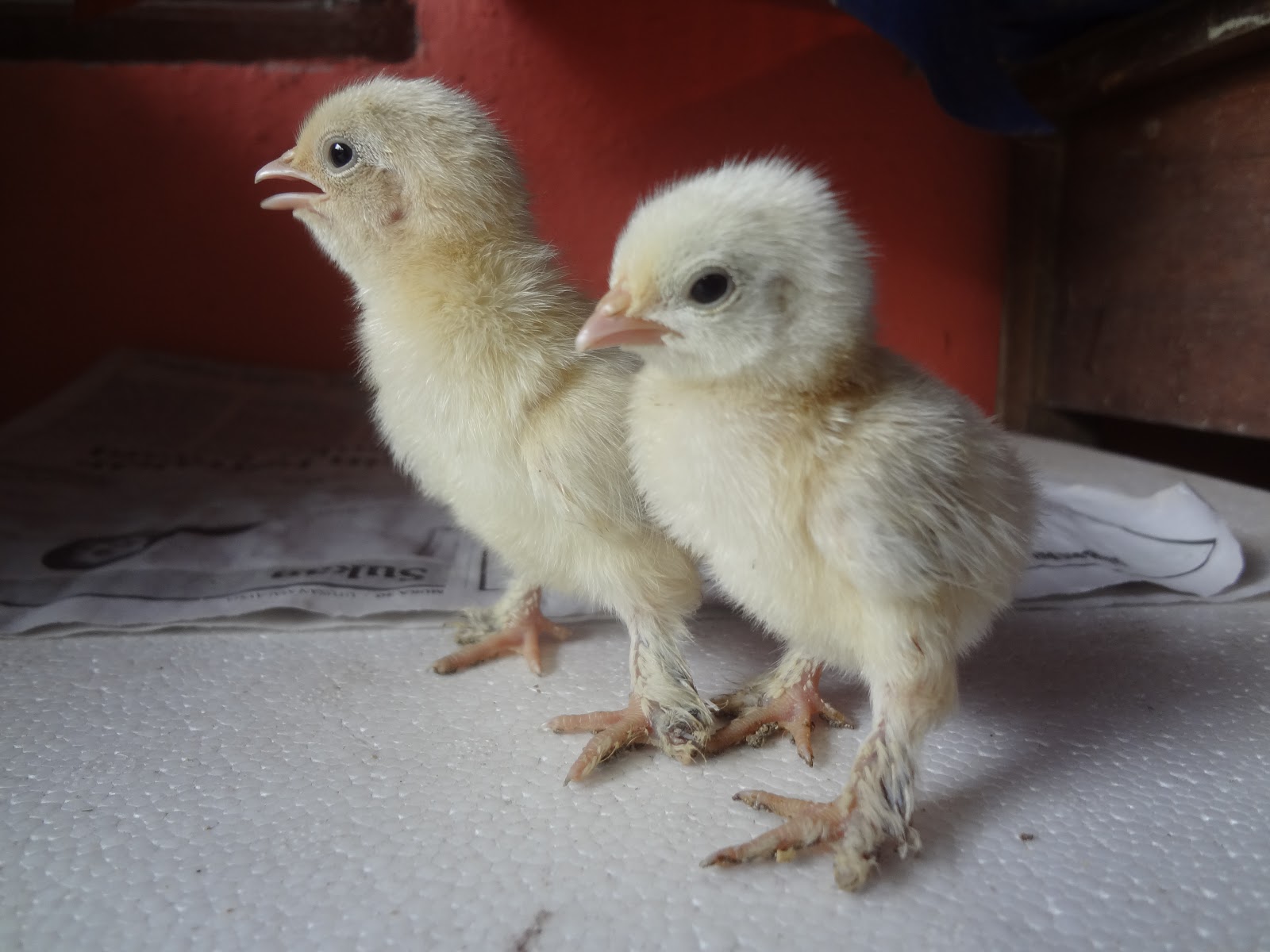 RaRe aVeS: My Bantam Collection #5 : Booted Bantam