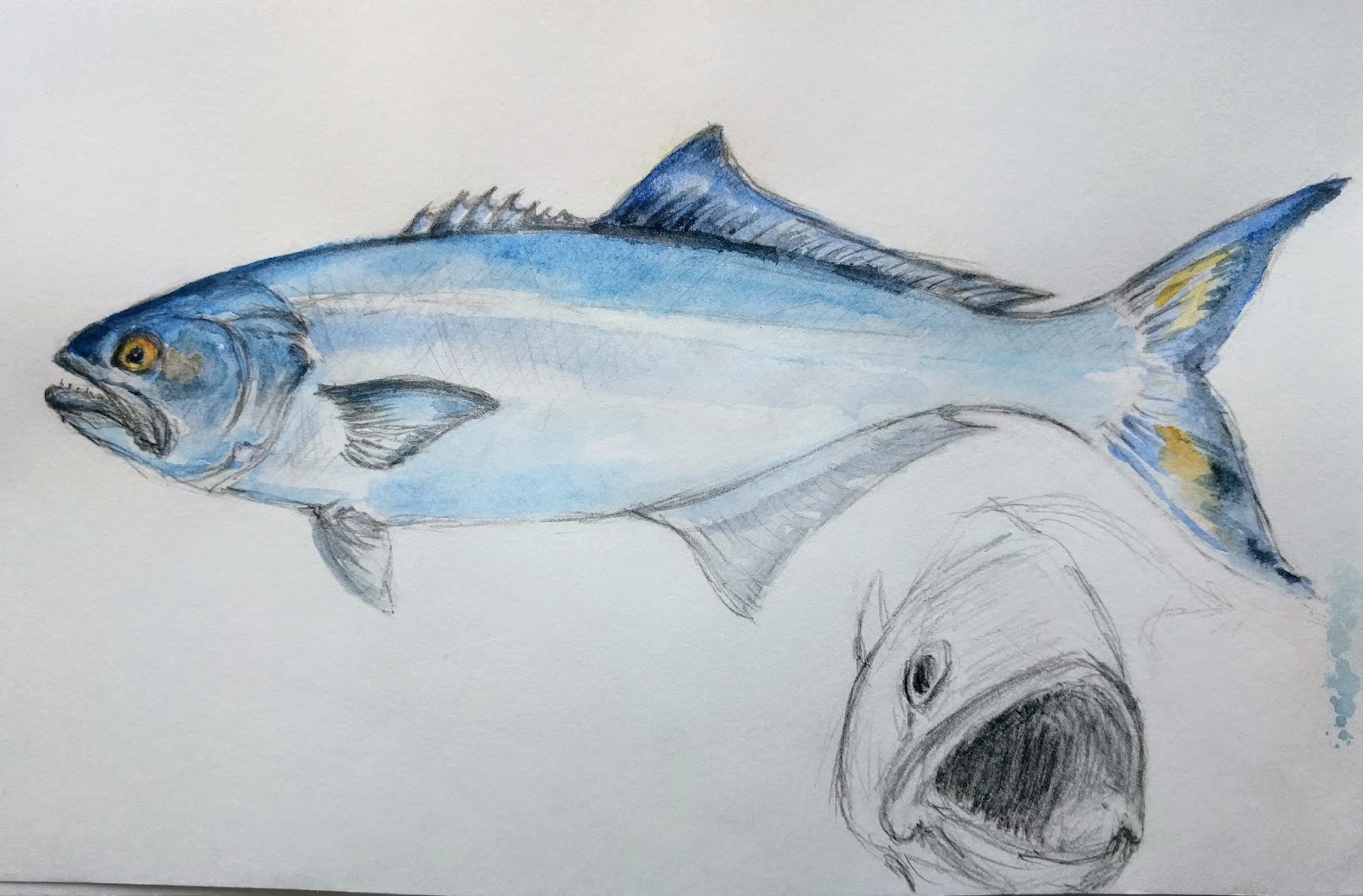 KathrynLaw: Drawing as a Journal