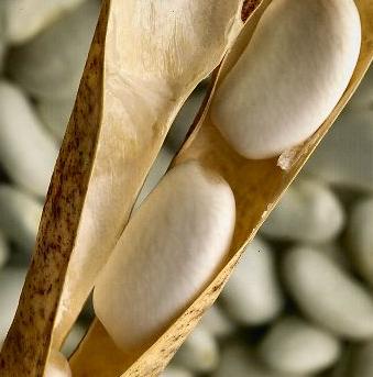 Behind the French Menu: Haricot Tarbais – The Bean from Tarbes is one ...