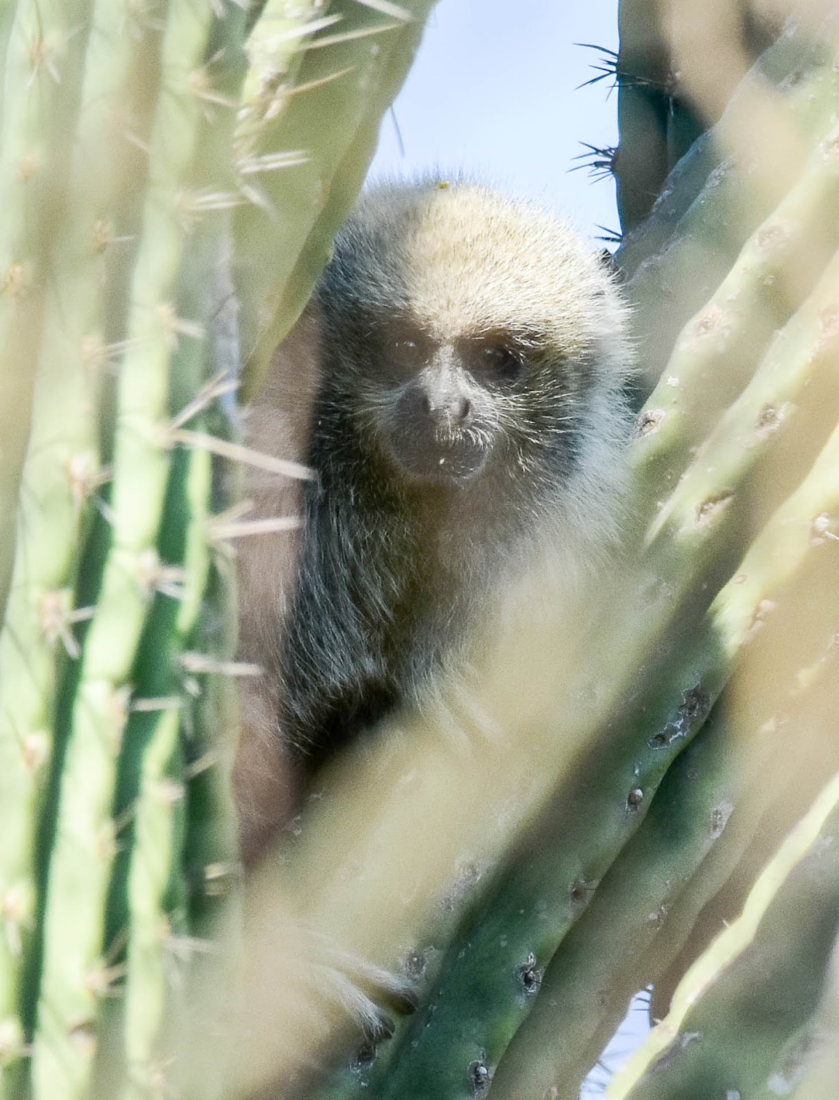 World Travel - Marc & Peggy Faucher: Chaco Paraguayno, El Infierno Verde!