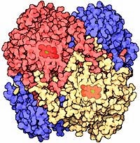 La catalasa en el hígado de pollo