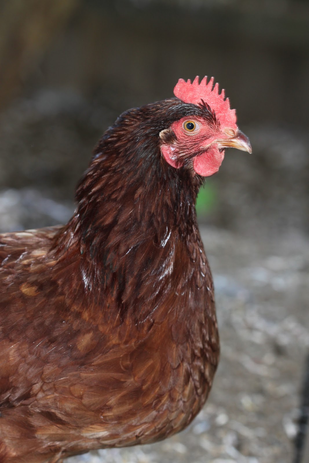 Picket Fence Imports: Silly Old Chook....