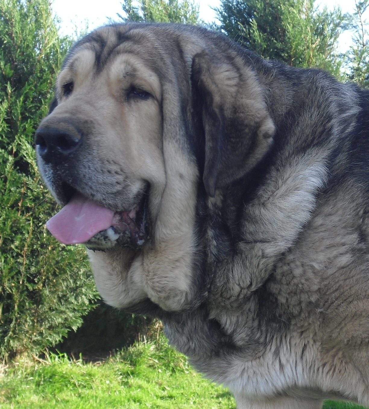 MASTINES DE VILLAPEDRE: NUESTROS EJEMPLARES MACHOS