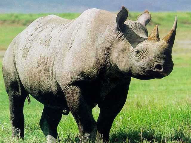 The Jungle Store: Animal Facts: The Kneeless Rhino