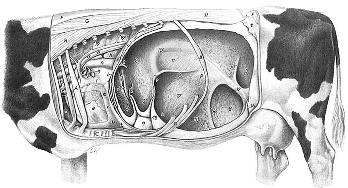 A Day in the Life of a Cow Vet: Happy Dairy Month!!!
