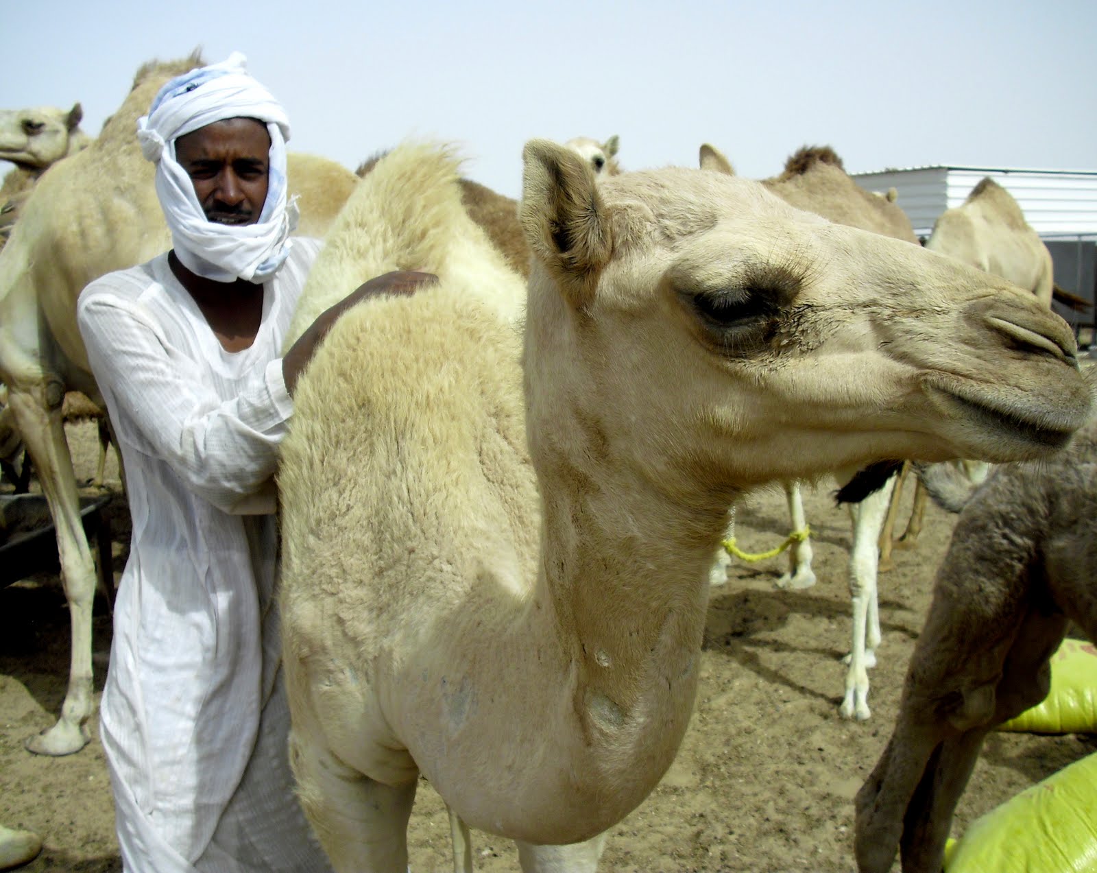 A Little Oryx in Qatar: Camel & Goat Farm near Al Nasraniya