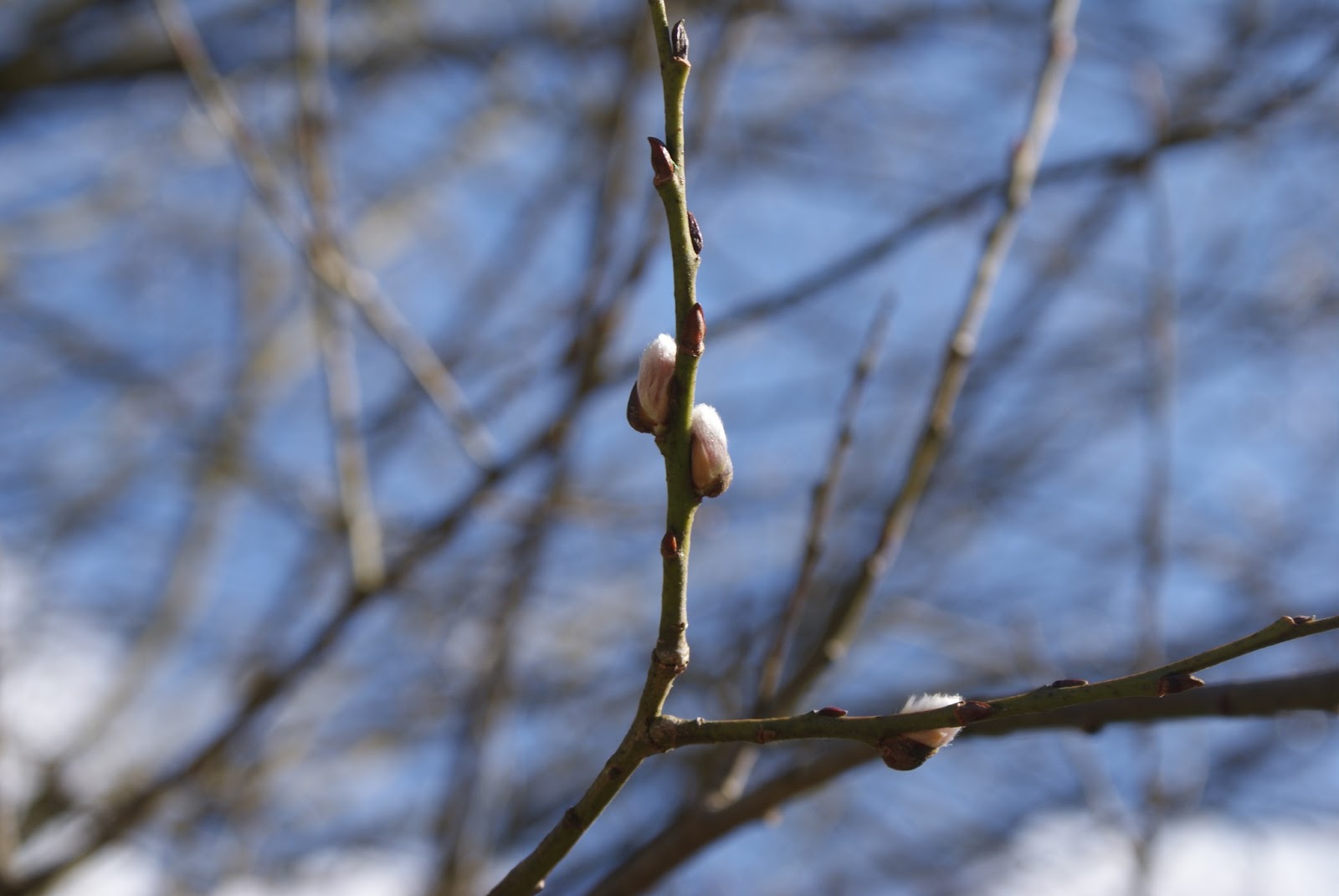 Plants Blog: Salix caprea – Goat Willow