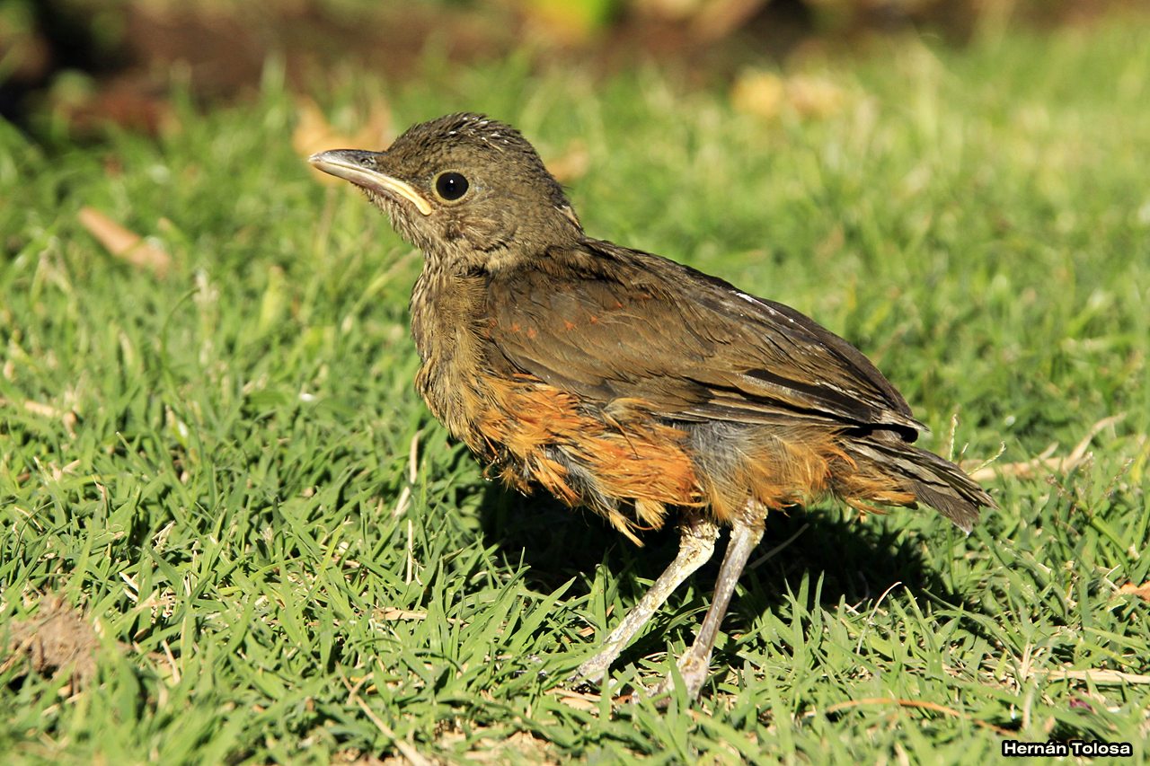 Aves Bonaerenses: Historia de un pichón de zorzal colorado
