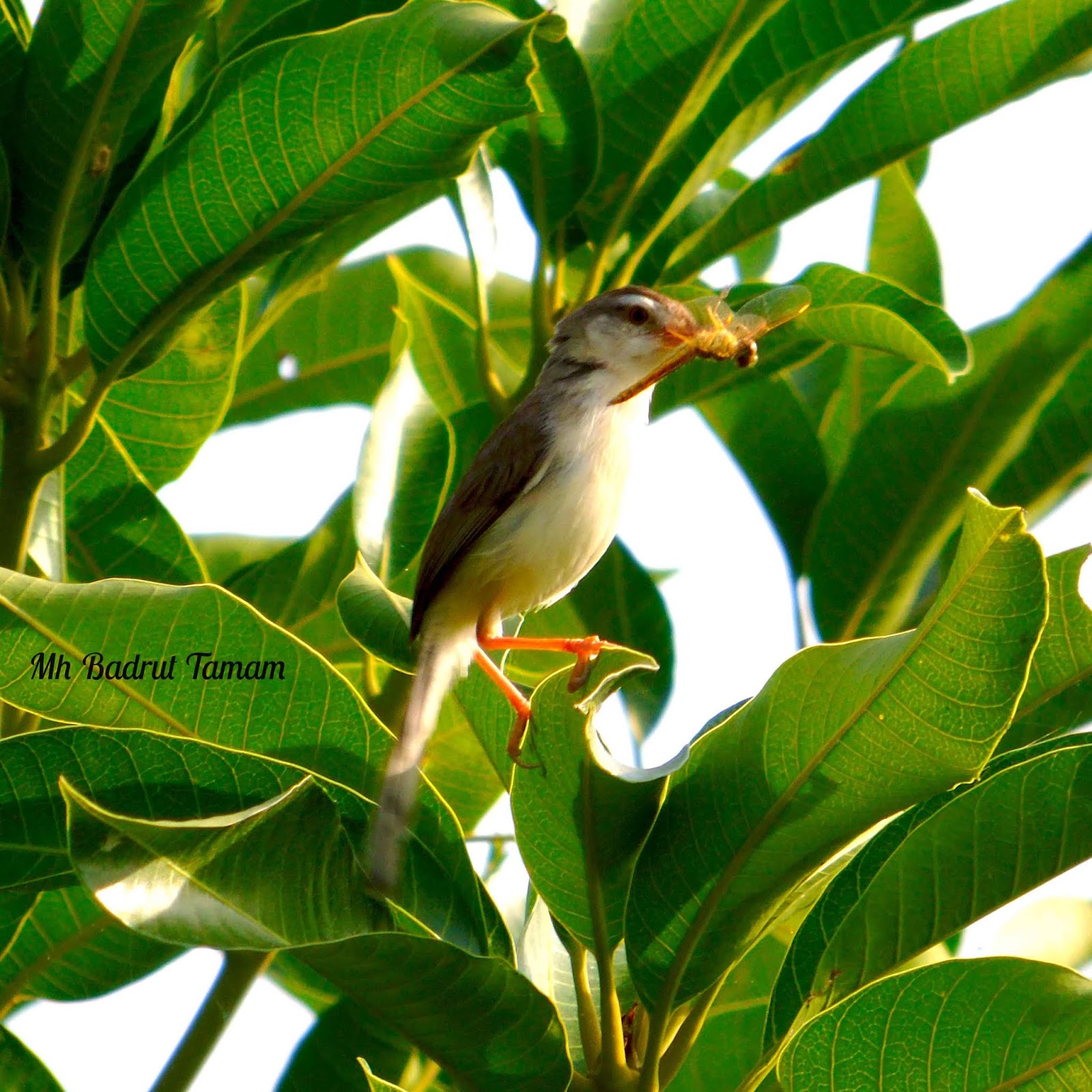 Ciri-ciri dan Klasifikasi Burung Perenjak Padi | PIMI DISTRO