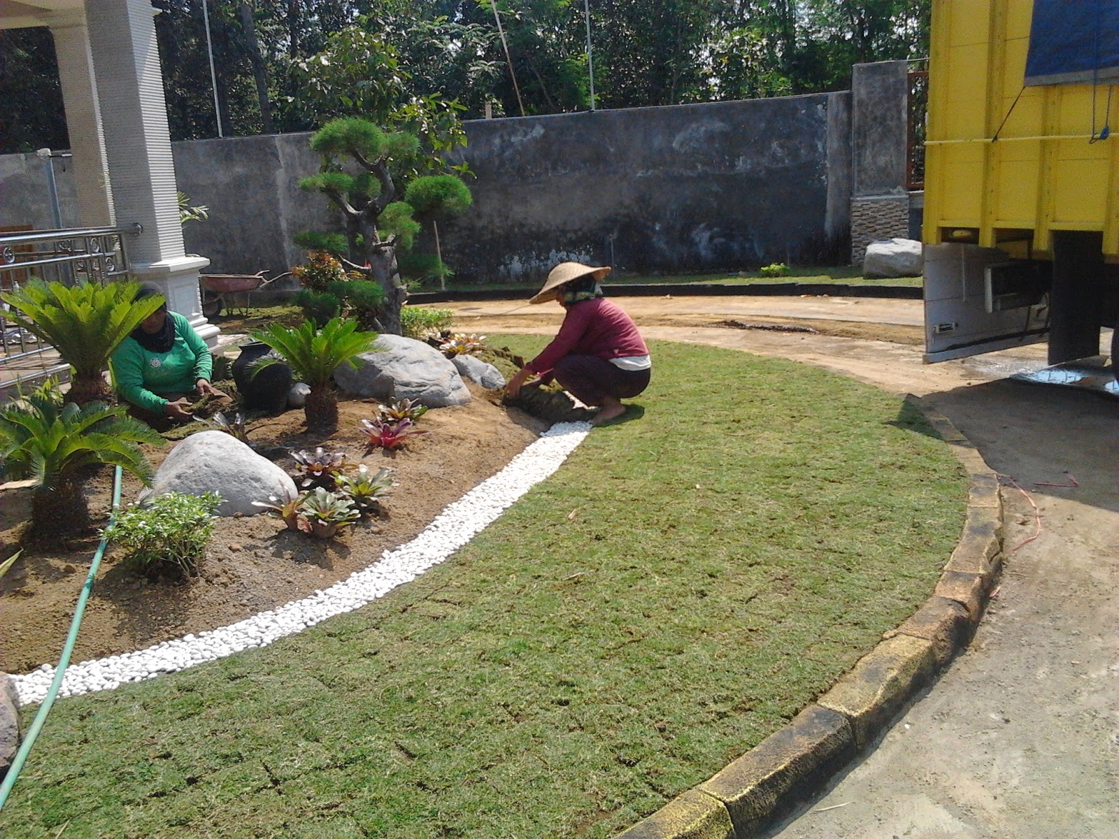 MENANAM RUMPUT SWISS MUDAH JULI TAHUN 2022 ~ JUAL RUMPUT TAMAN DAN ...