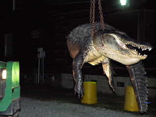 Cordray's: Stanton Gragg brought in a big bull gator!