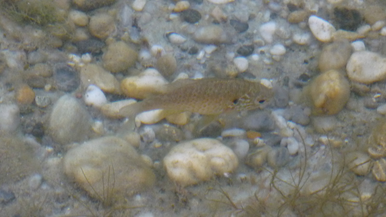 Szigetközi Pecás: Naphal Invázió!