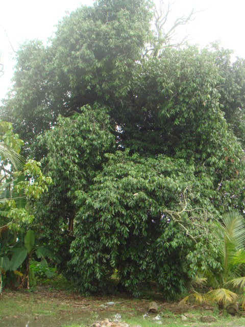 Padang Jawa - Masih Ku Ingat, Dulu Lain Sekarang Lain: Kundang - Buah ...