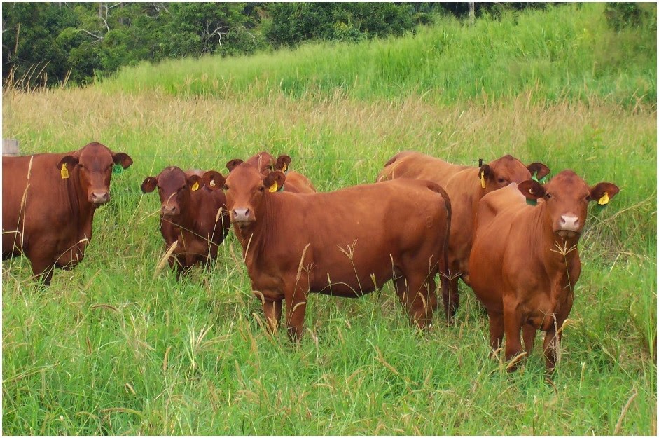 Generalidades de la Ganadería Bovina.: Senepol