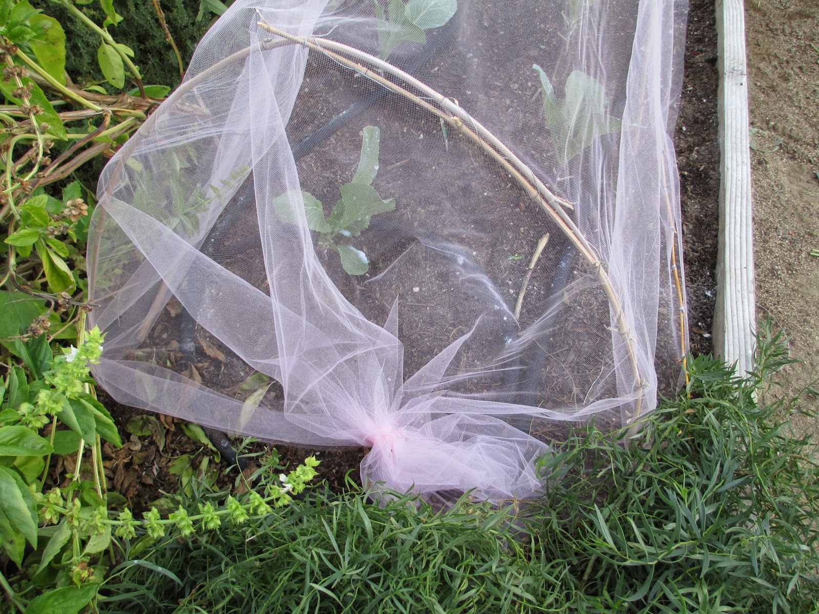 Andie's Way: Making Cabbage Row Covers