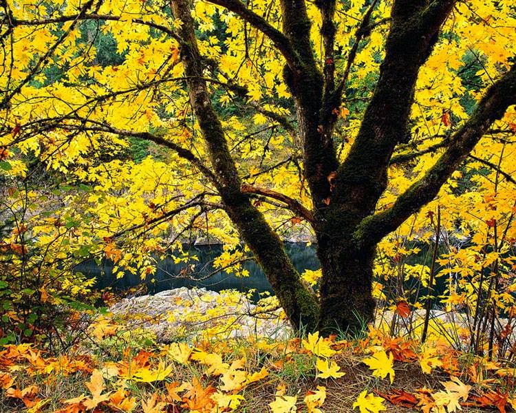 In en om die huis: Die bure se blare