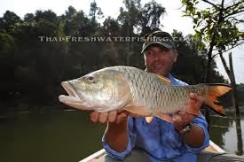 ikan Hampala | I S I K