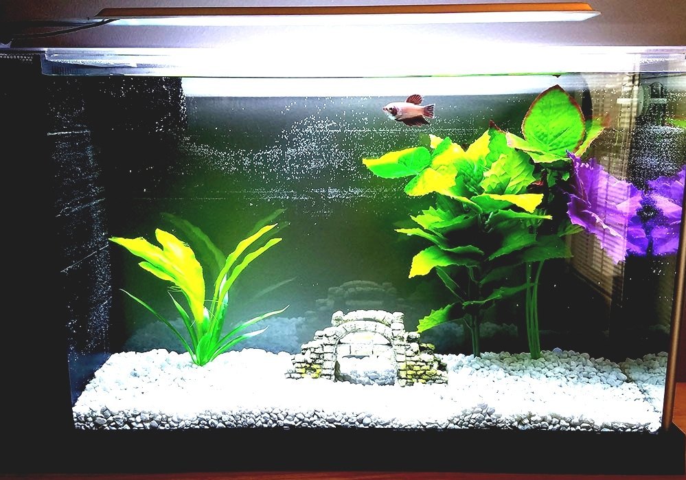 Anabantoidei - Labyrinth Fish Tank