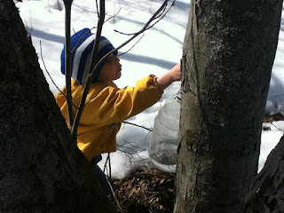 MapleSeeds Home: Adventures in Making Maple Syrup! Part 1