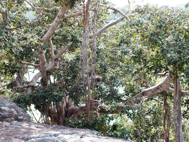 Images of Sri Lanka on blogspot.com: 'Sithulpawwa', Sri Lanka.