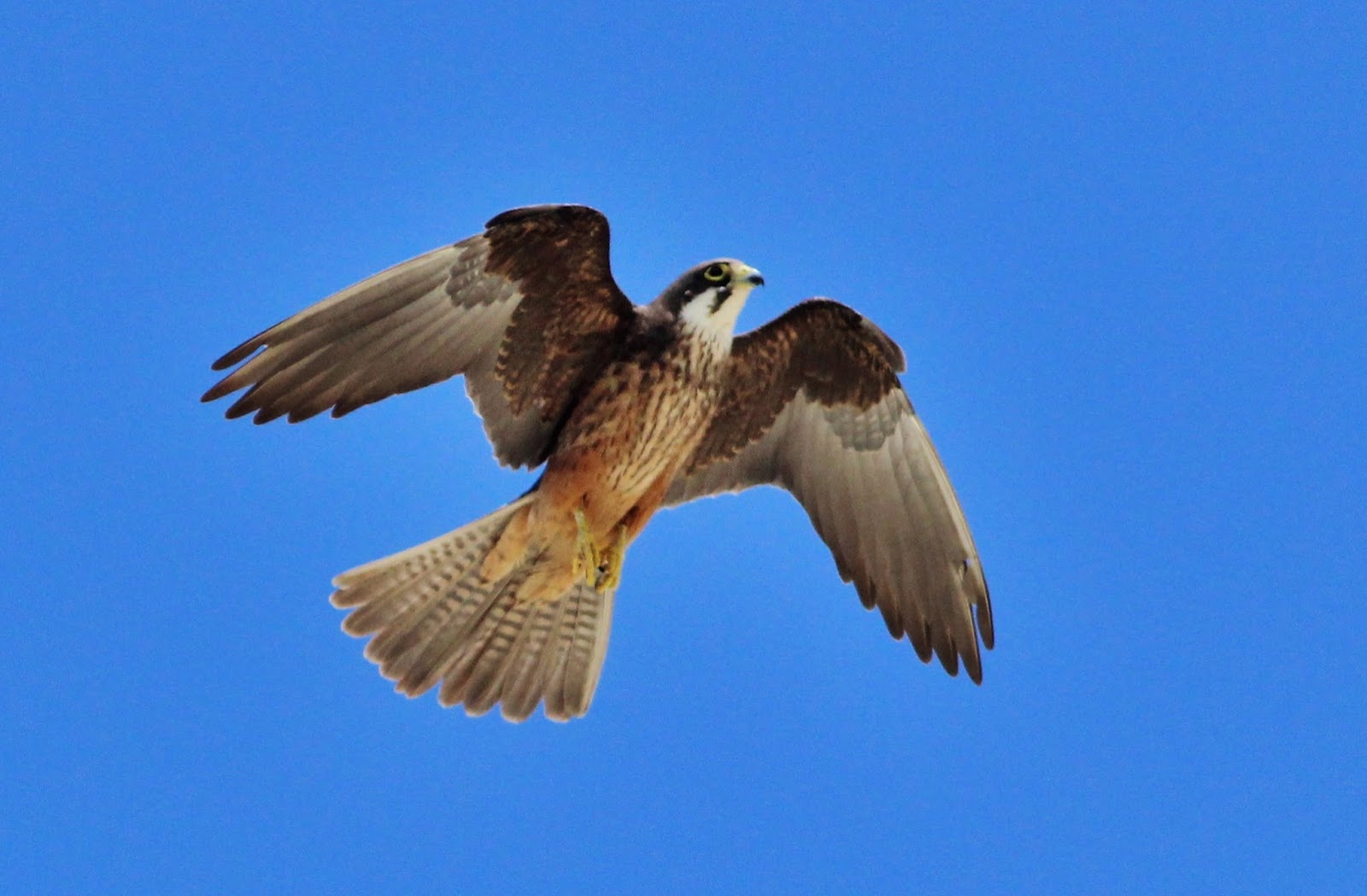 Biodiversity of Cyprus by NGO Protection of the Natural Heritage and ...