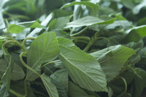 Lebanese Recipes: Jew's Mallow - Lebanese Molokhia and Rice