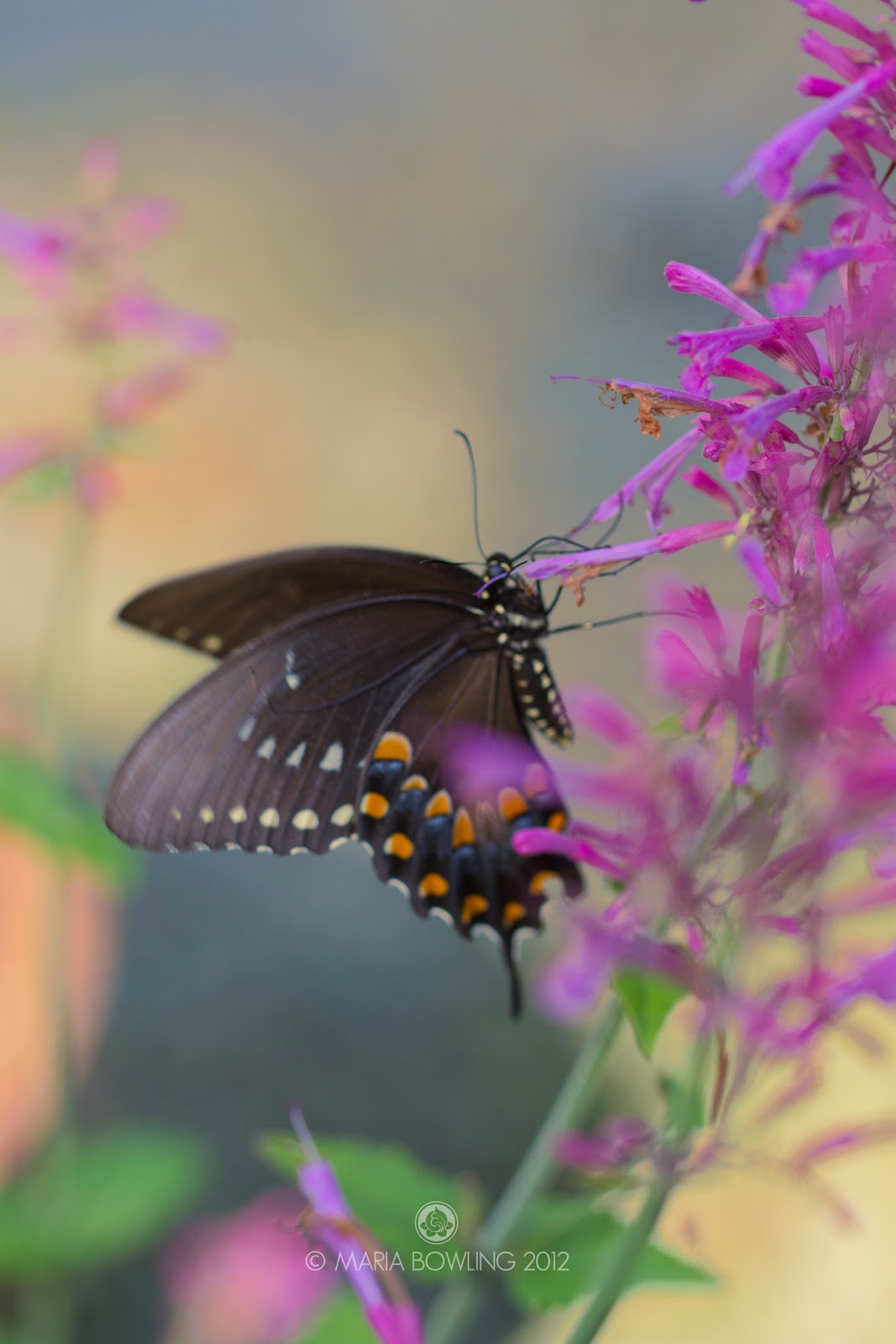 Pretty Medicine : Eastern Black Swallowtail (Papilio polyxenes)