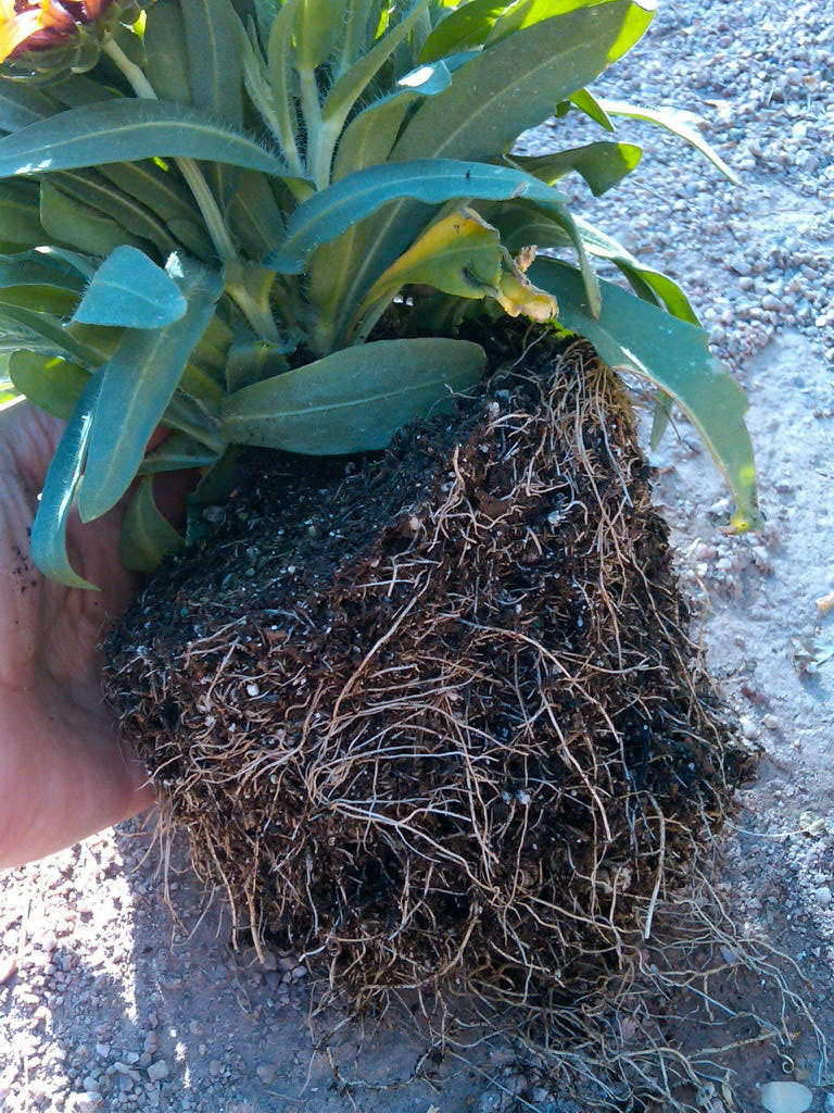 hello there! house: Garden Seeds // Root Bound Plants