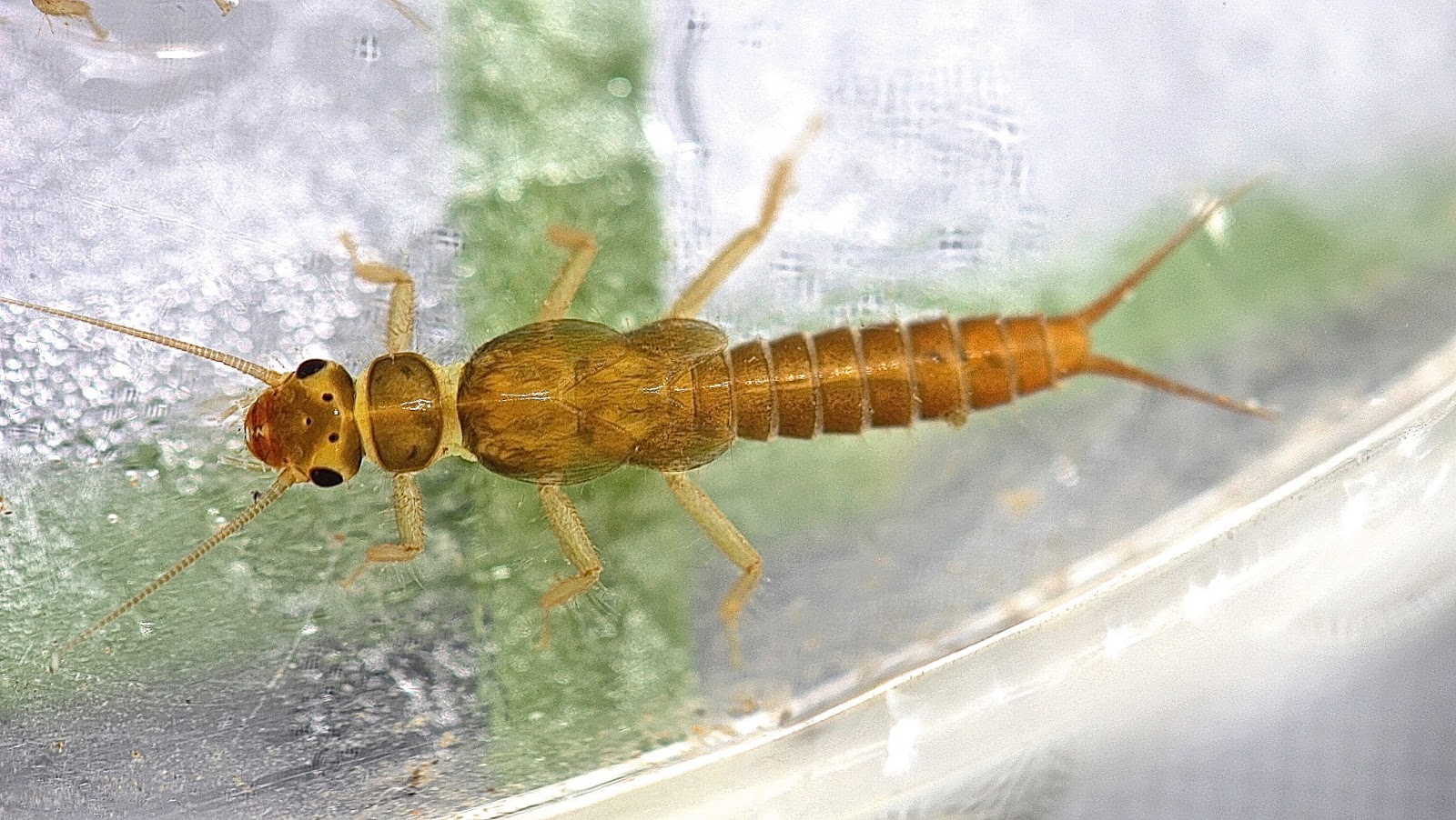 Aquatic Insects of Central Virginia: Our "Green Stoneflies ...