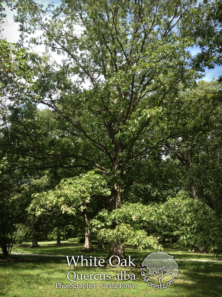Early Forest : Tree Photography and Information: White Oak Tree