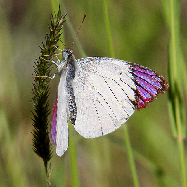 Namibia Reservations: Queen Purple Tip Butterfly in Namibia