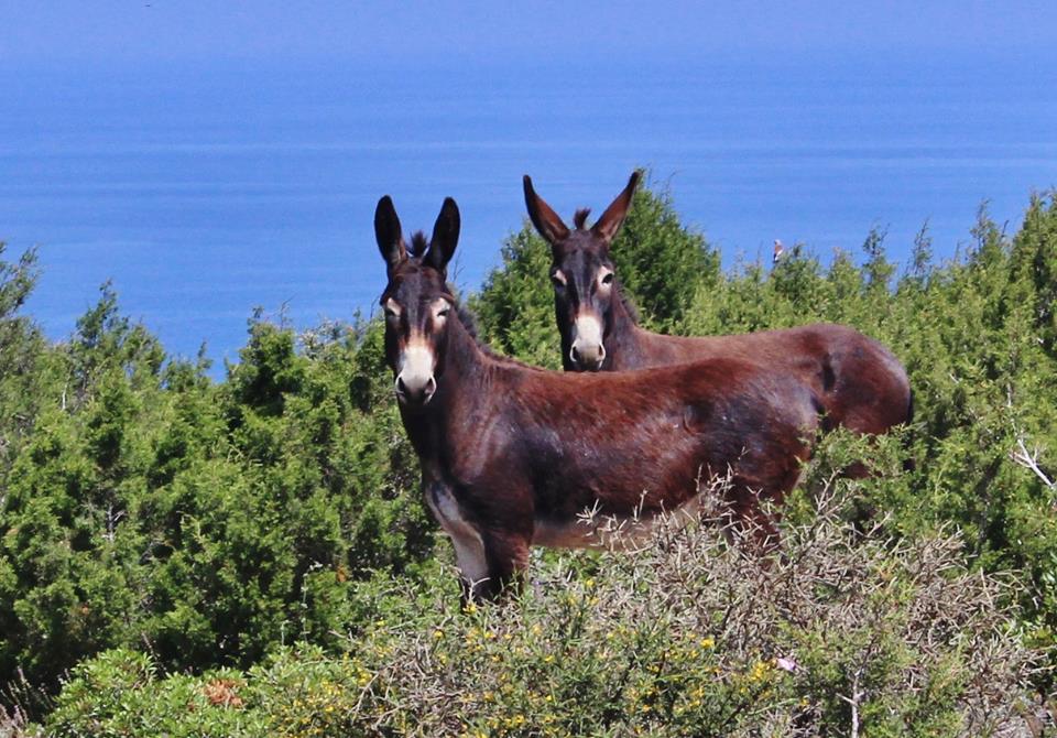 Mammals of Cyprus - Τα θηλαστικά της Κύπρου by George Konstantinou ...